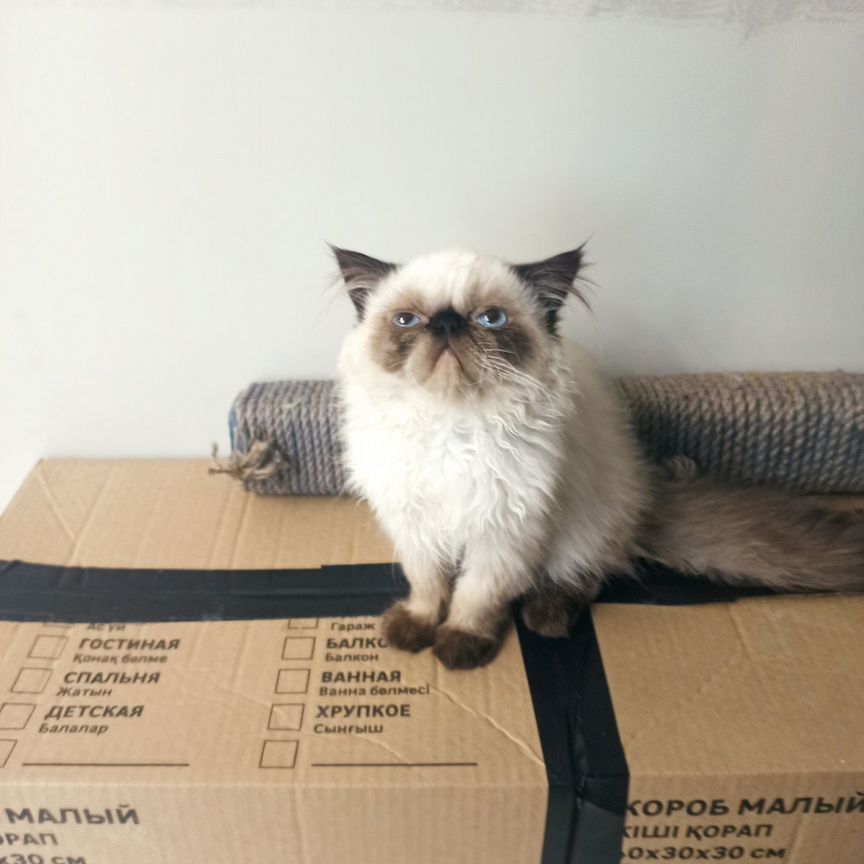 Персидский котенок