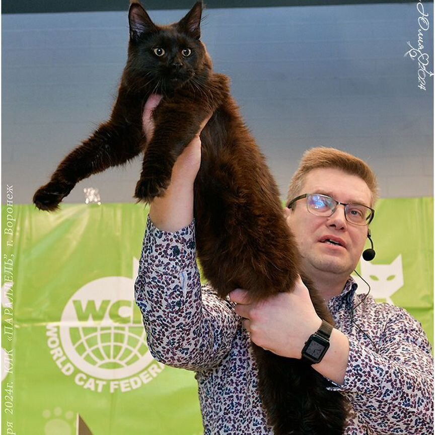 Мейн-кун чемпион