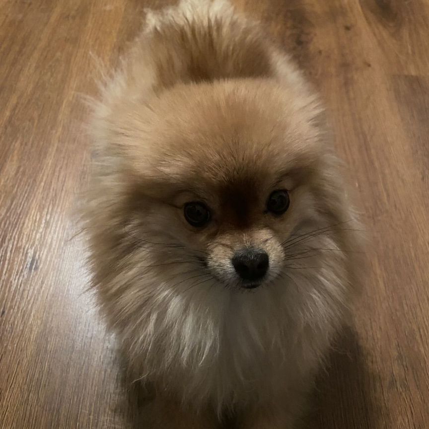 Померанский шпиц девочка
