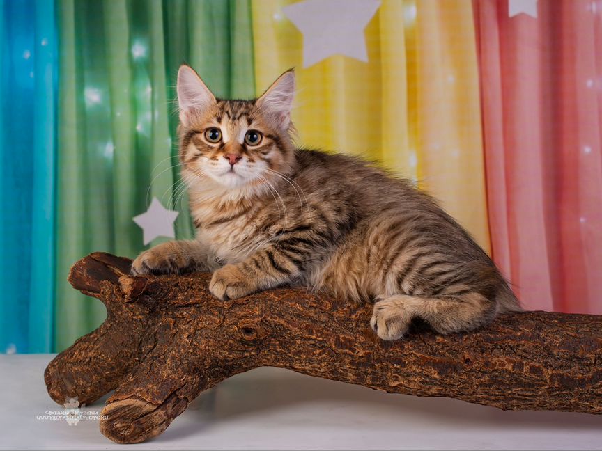 Пифагор - золотой мальчик