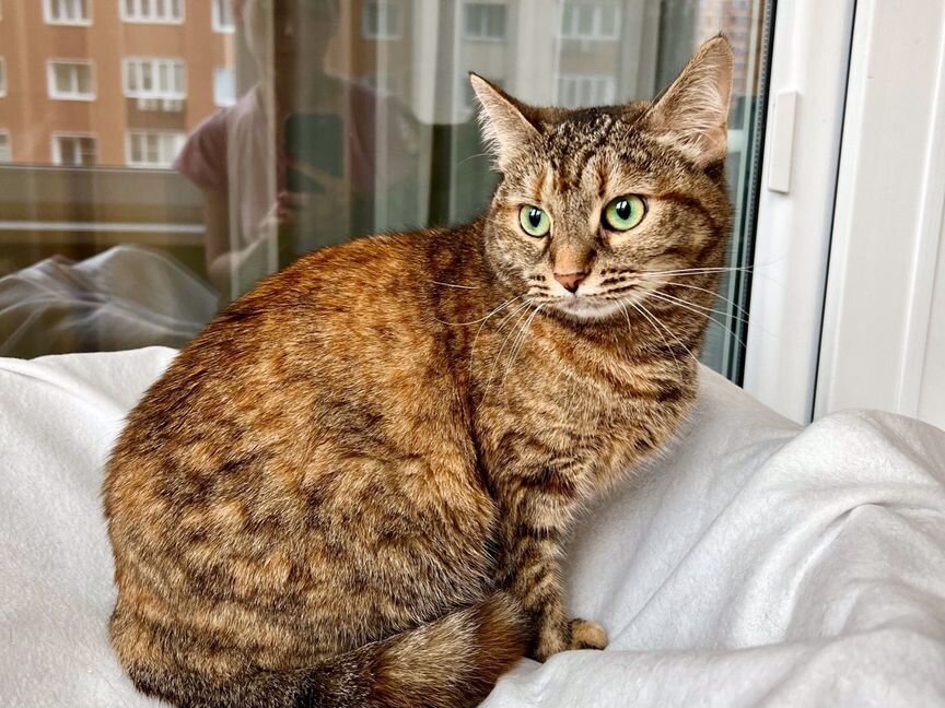 Чудо-кошка полосатка Тиффани в добрые руки