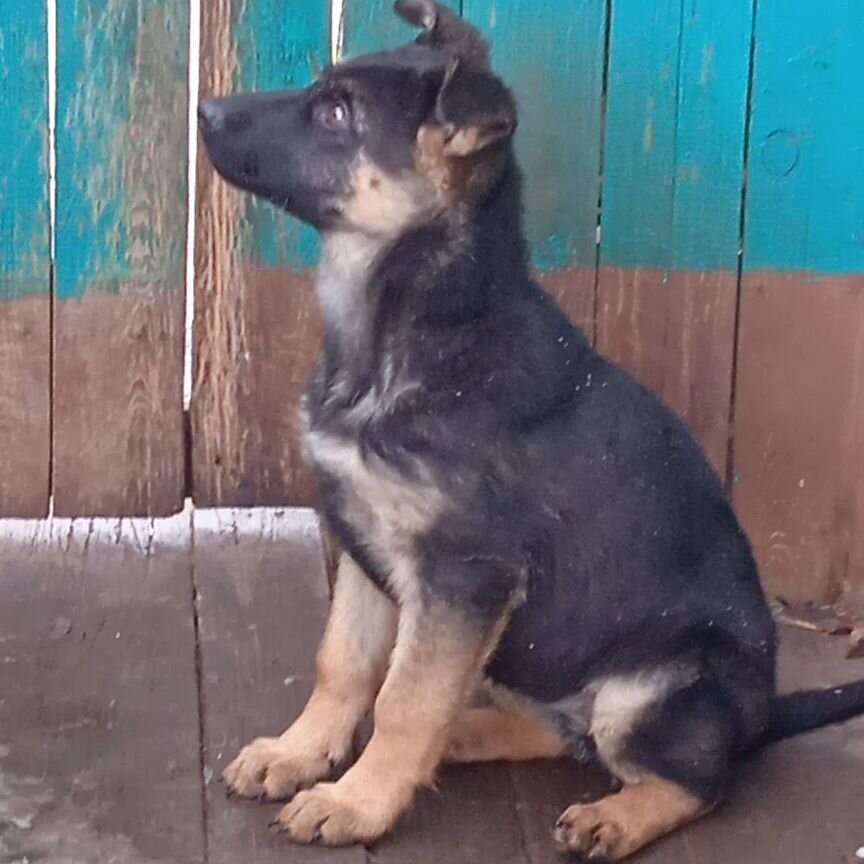 Немецкая овчарка, щенок