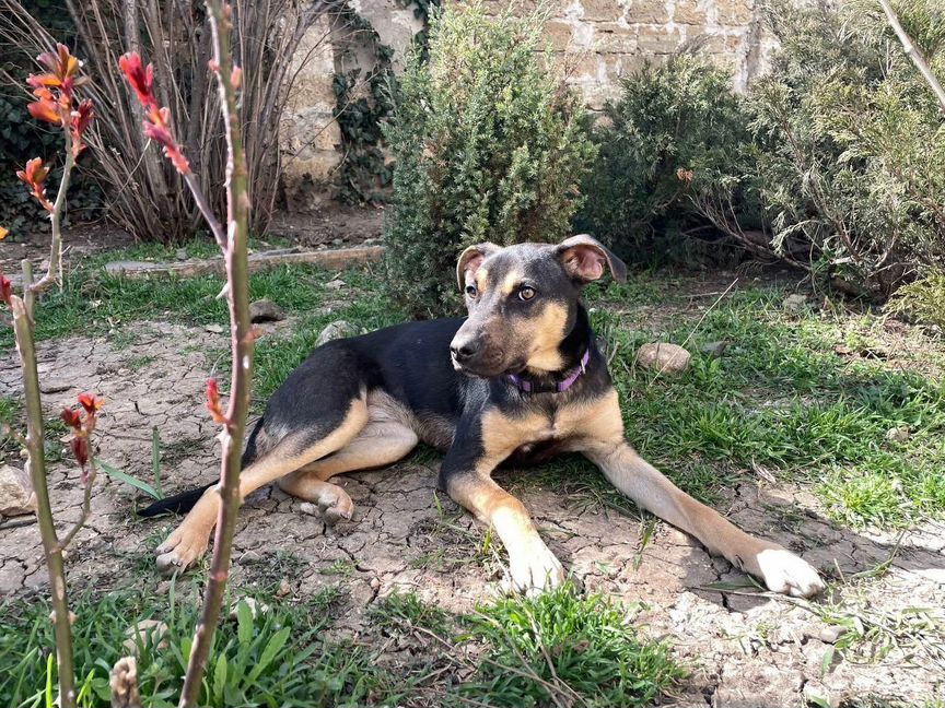 Идеальная собачка