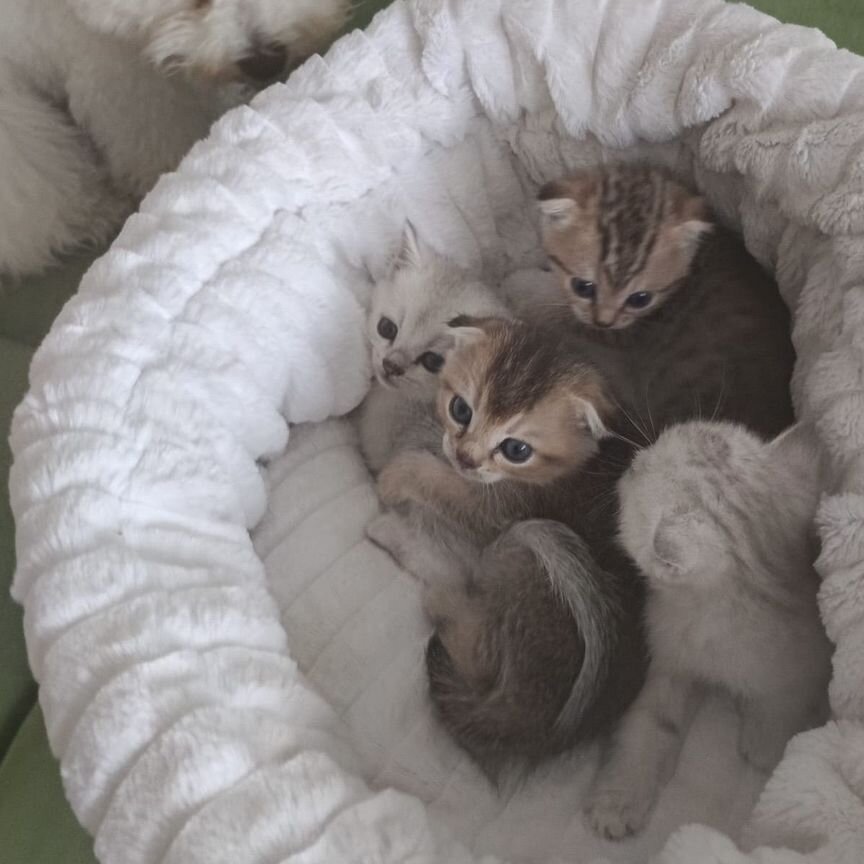 Серебристые и золотые шиншиллы