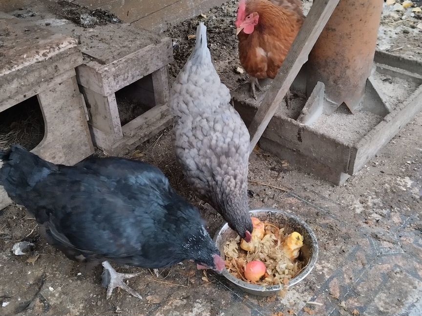 Отдам куриц