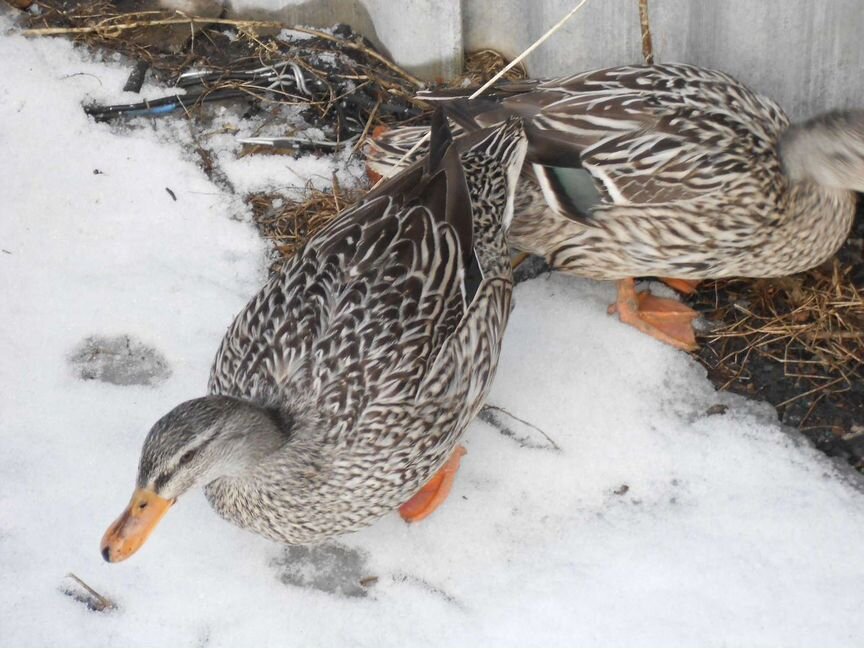 Подсадные утки на передержку