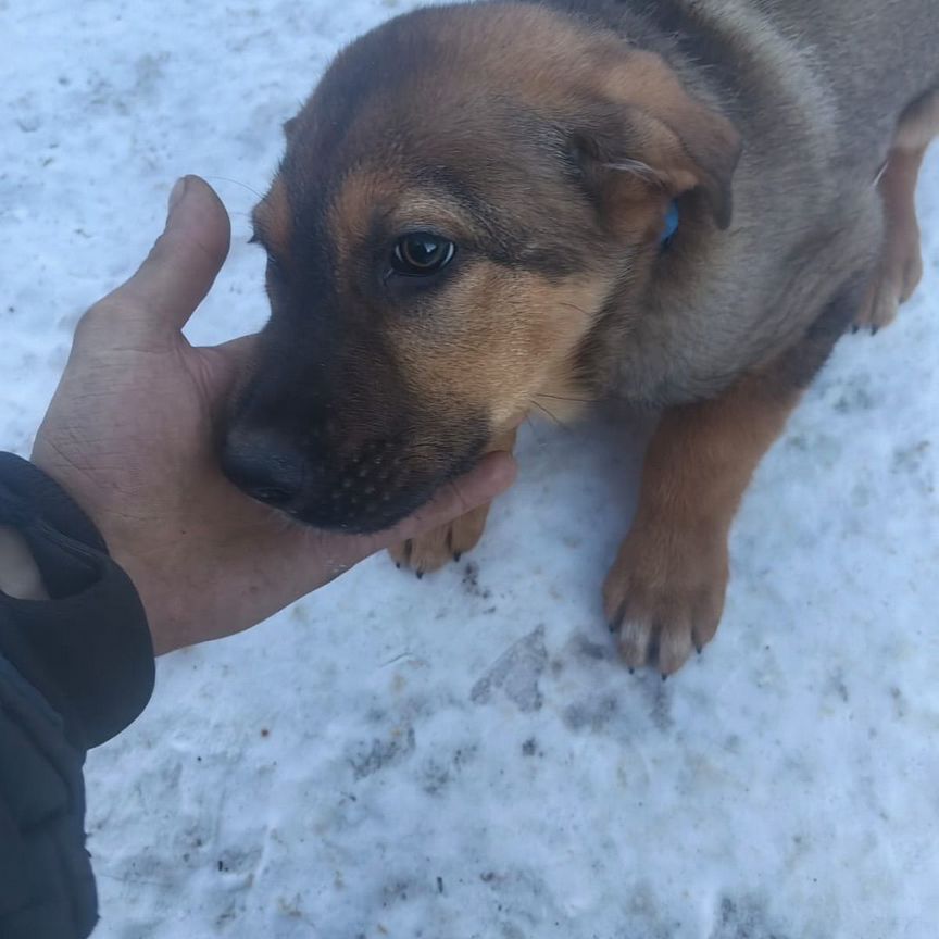 Щенок в добрые руки бесплатно