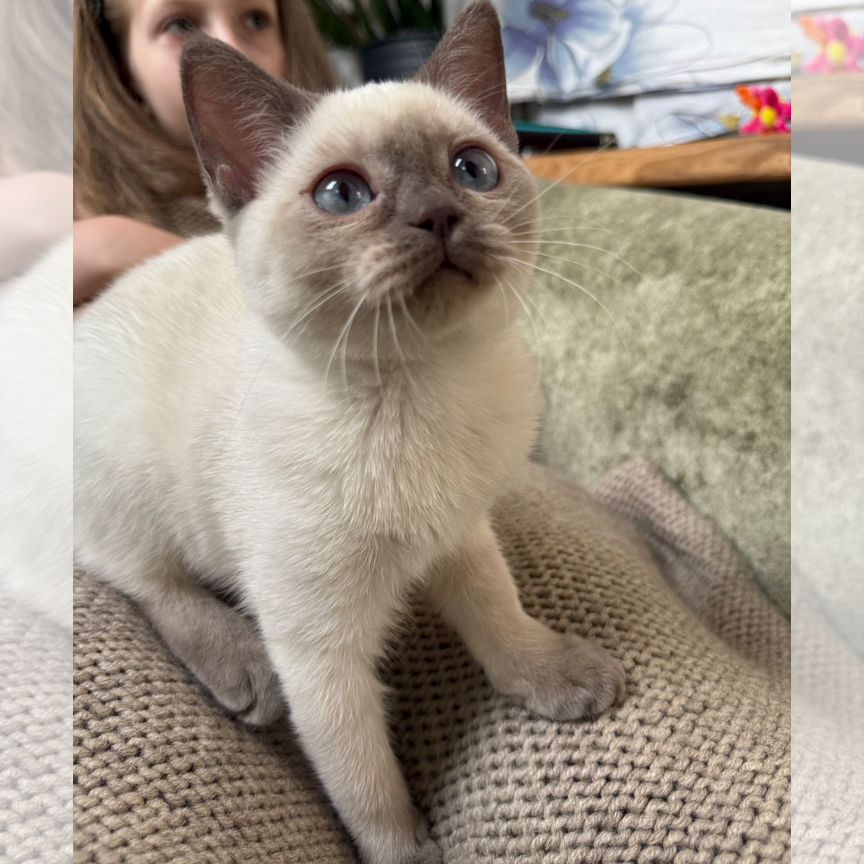 Шотландский прямоухий короткошёрстный котёнок
