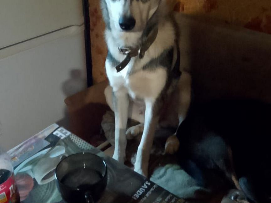 Хаски не чистокровные