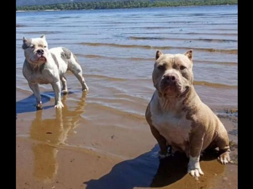 Американский булли покет щенки