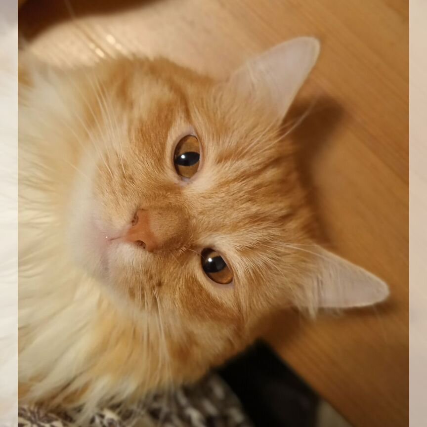 Котик на расстоянии