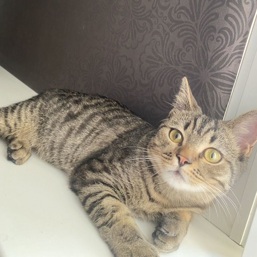 Котенок в хорошие руки