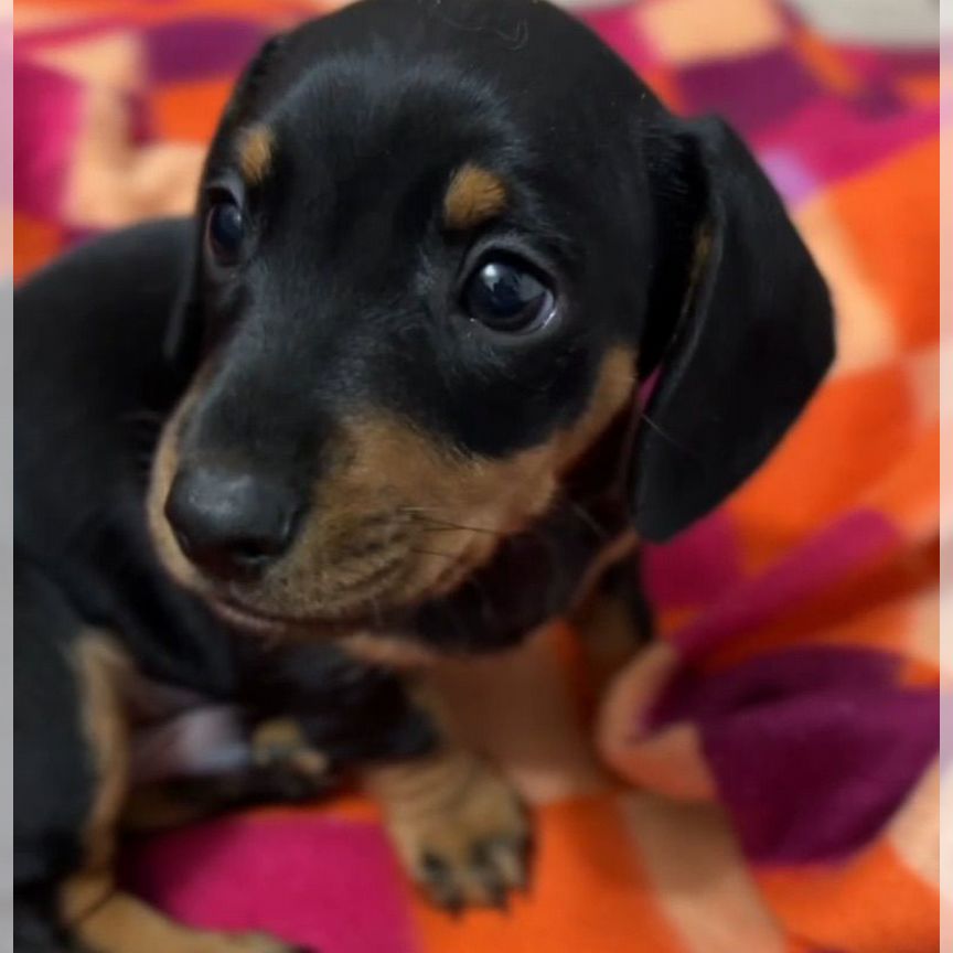 Такса, щенок