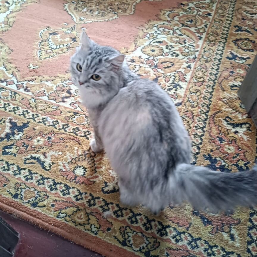 Сибирская кошечка