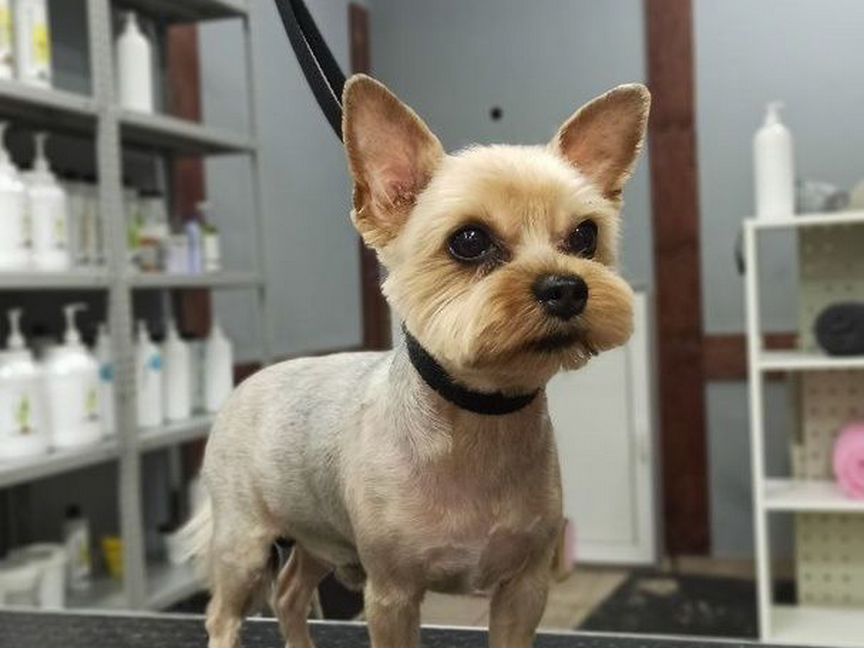 Ищем новую семью для Арчи