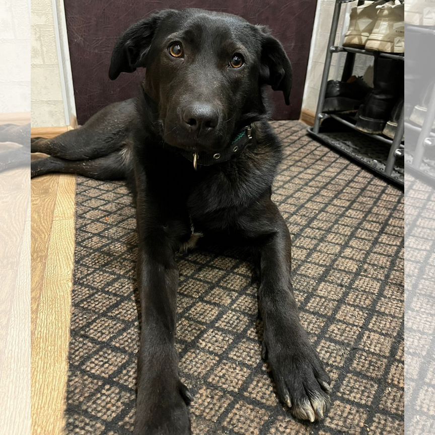 Взрослая собака в добрые руки