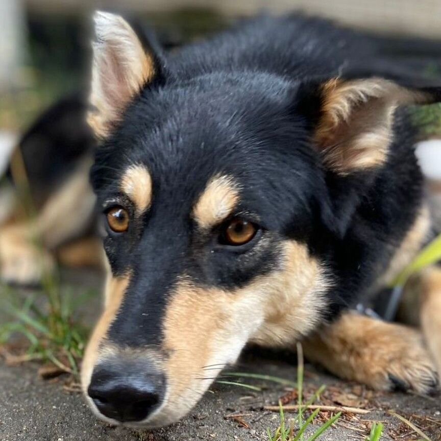 Взрослая собака в добрые руки
