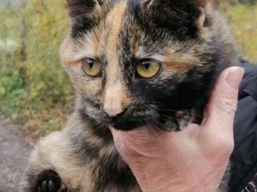 Кошка 8 мес, ласкуша