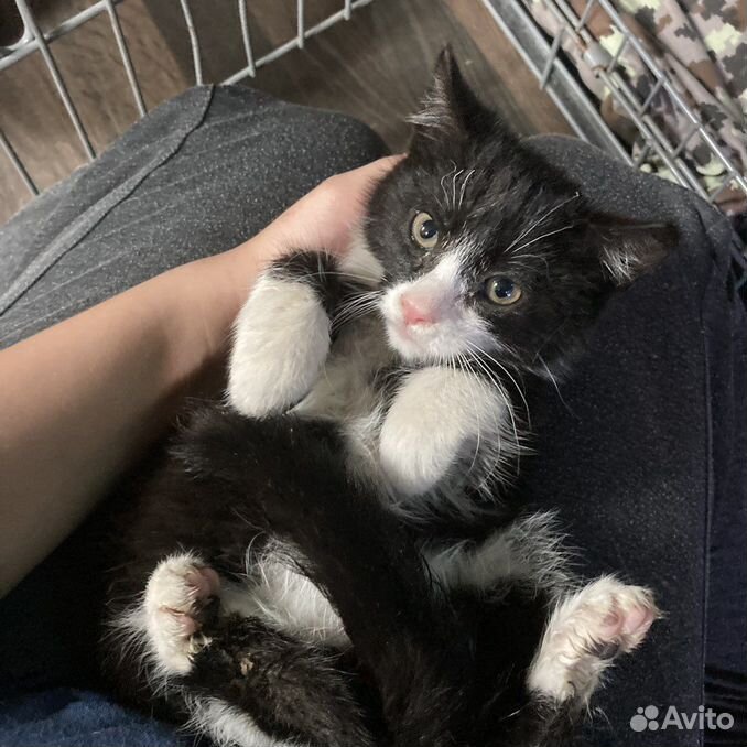 Девочка-красавица (2 мес) ищет семью