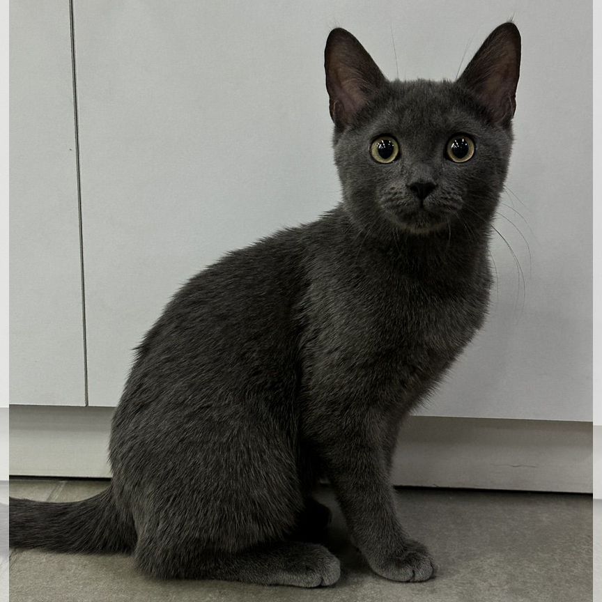 Британский короткошёрстный котёнок