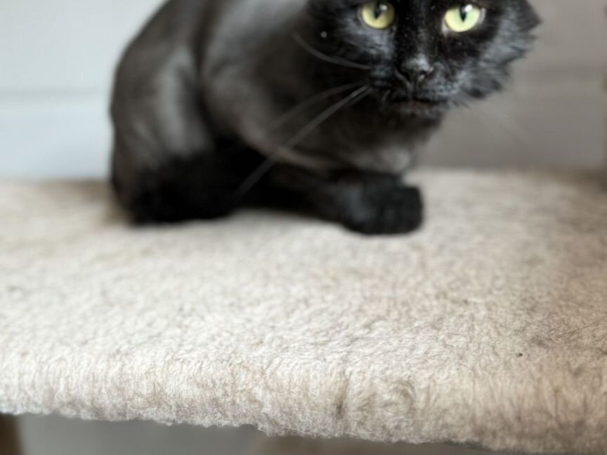 Черная красотка