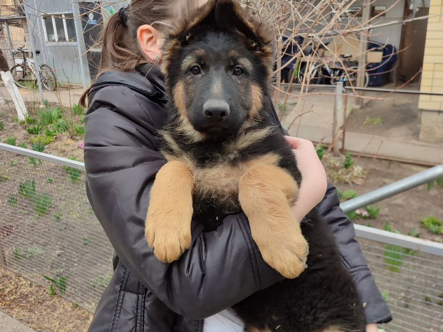 Щенки вео чепрачные