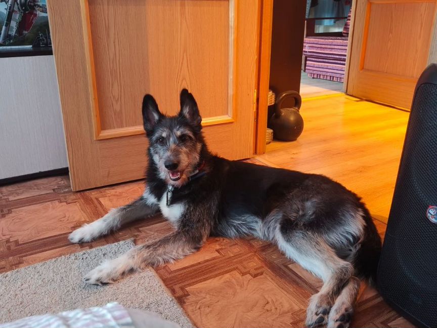 Дружелюбный Чарли ищет дом