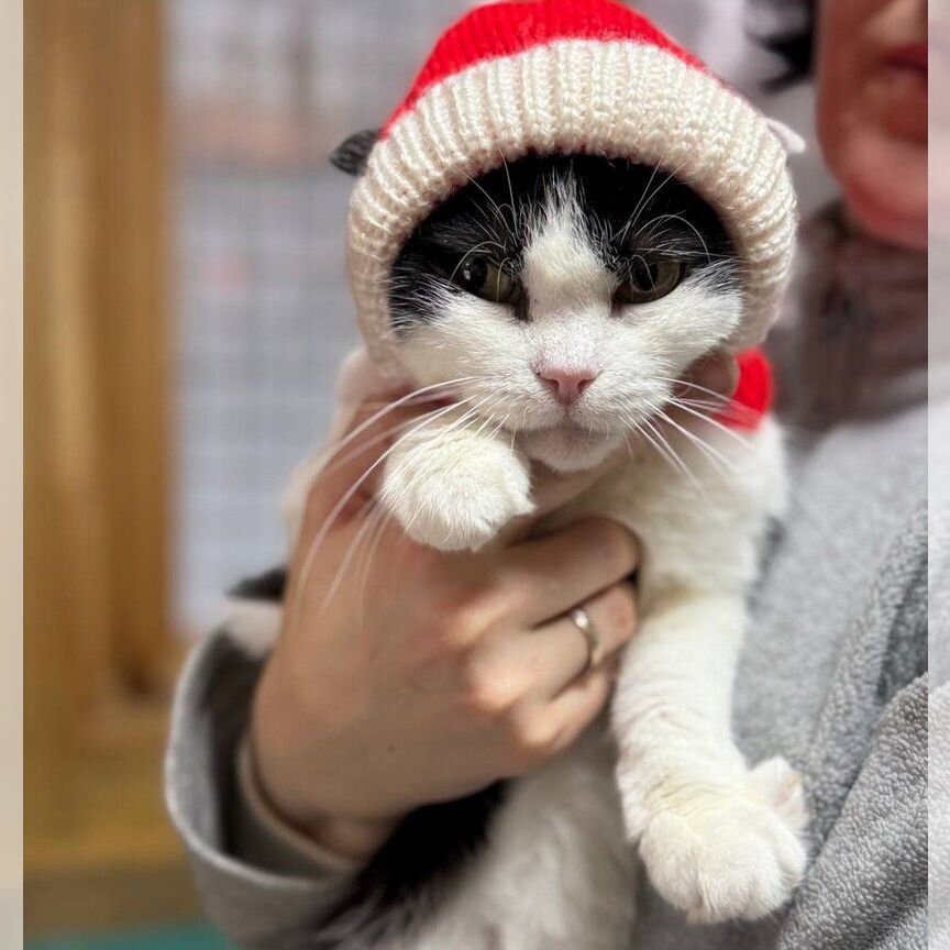 Взрослая, Девочка кошка в добрые руки