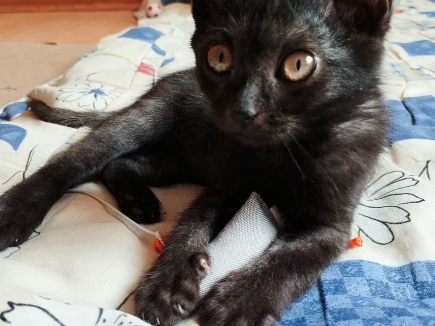 1кг кота в добрые руки