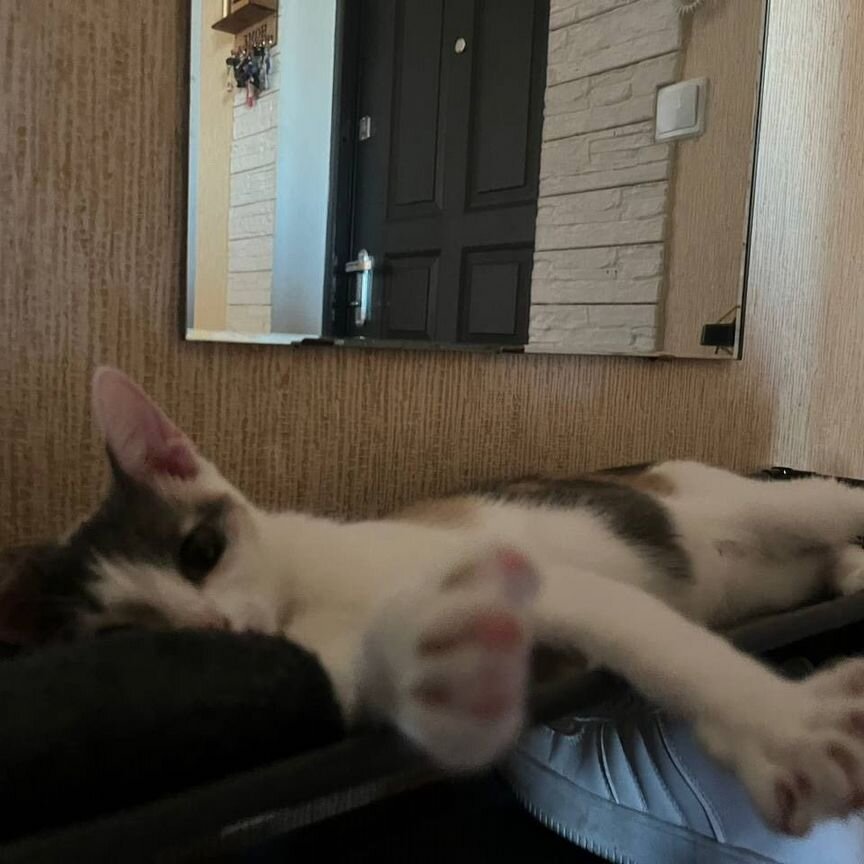 Отдам кота в добрые руки бесплатно