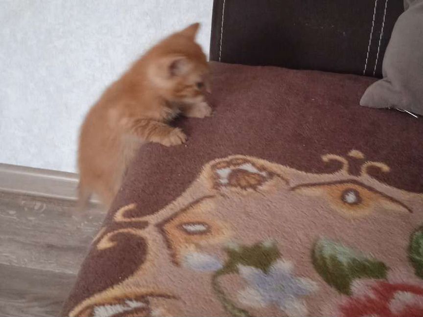 Коричневые котята в хорошие руки