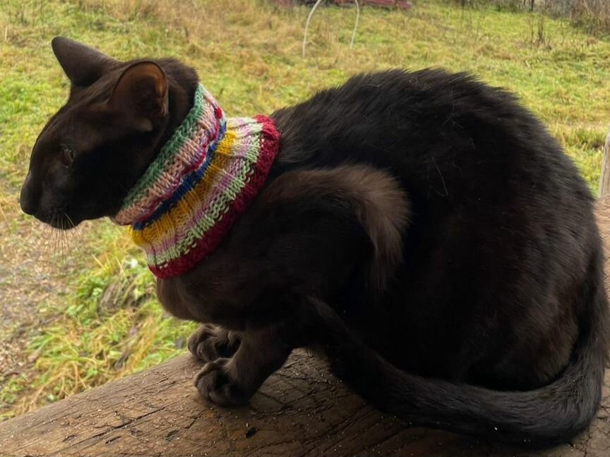 Одежда для собак и кошек