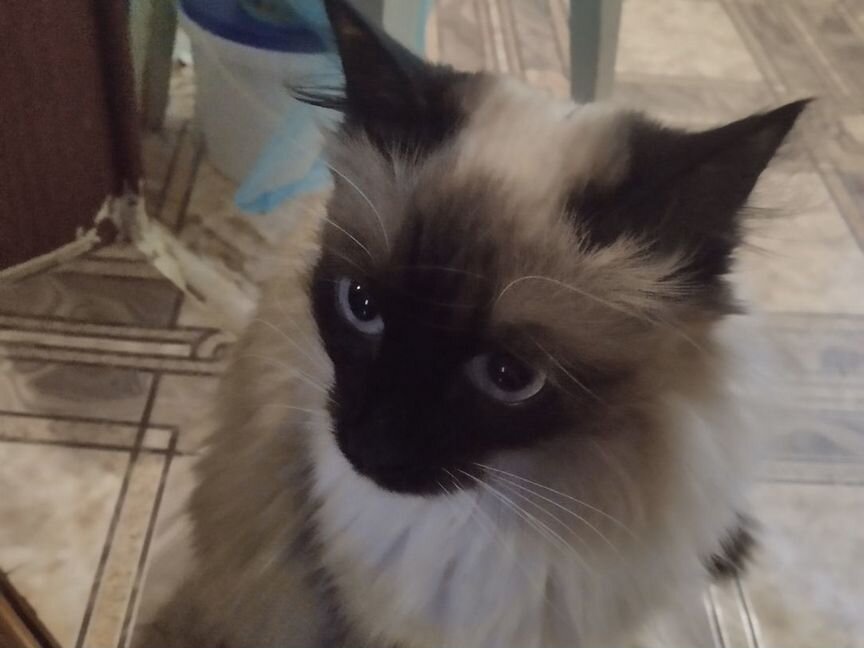 Сиамская кошечка