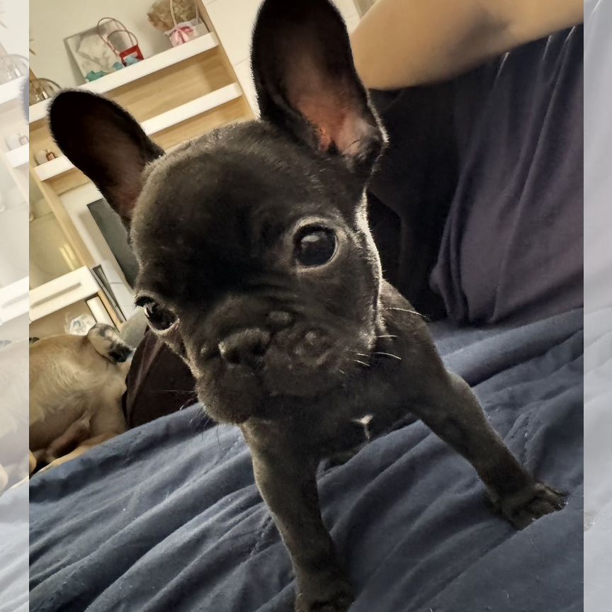 Щенок французкого бульдога