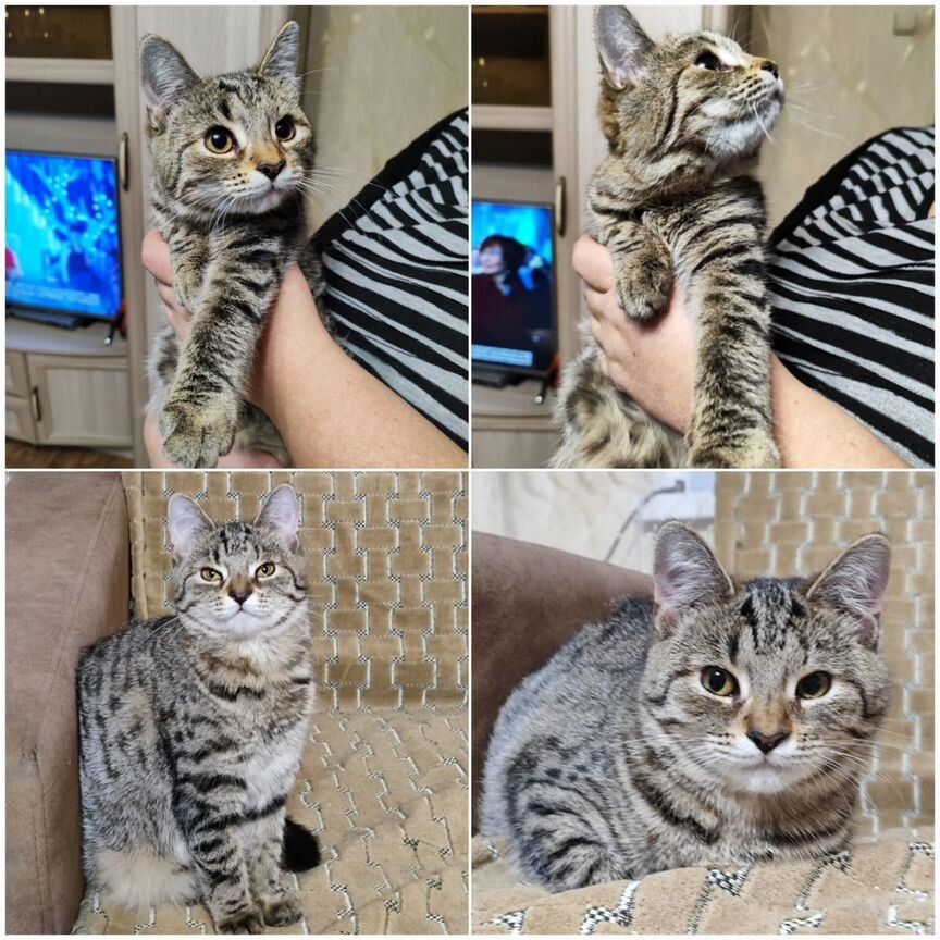 Кошечка Матрёшка ищет дом