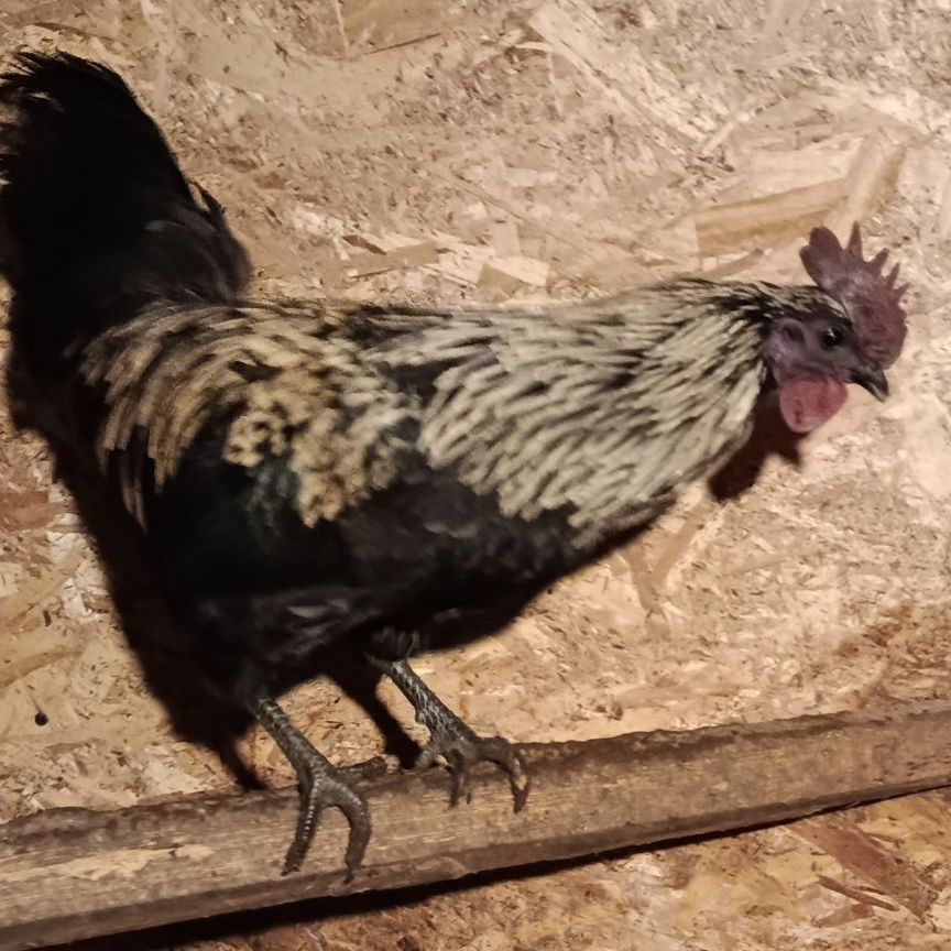 Куры и петухи