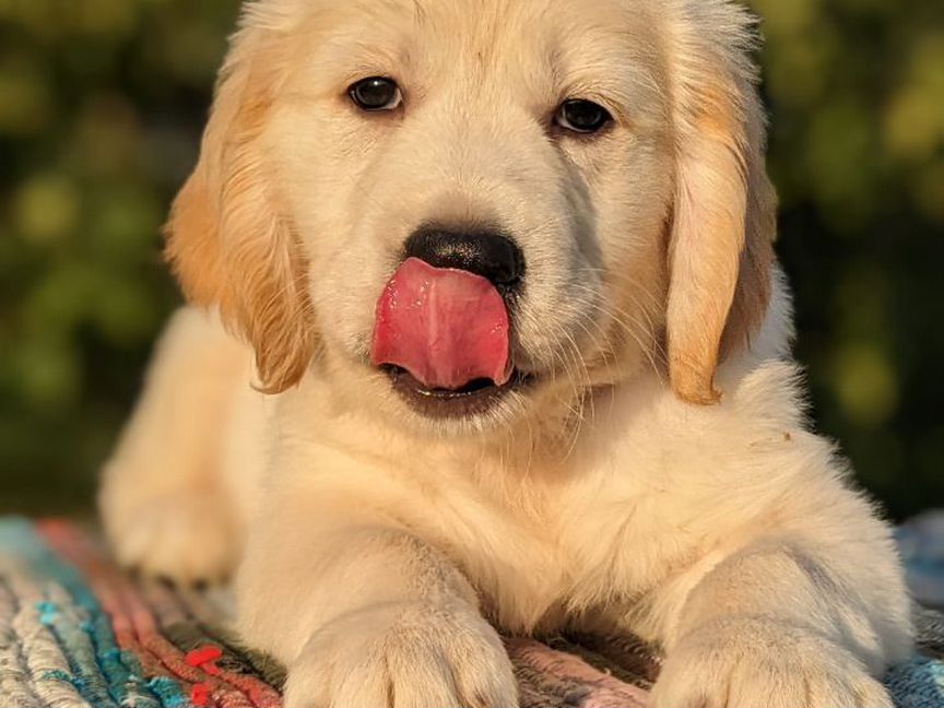 Щенки Золотистого Ретривера (чистые по тестам )