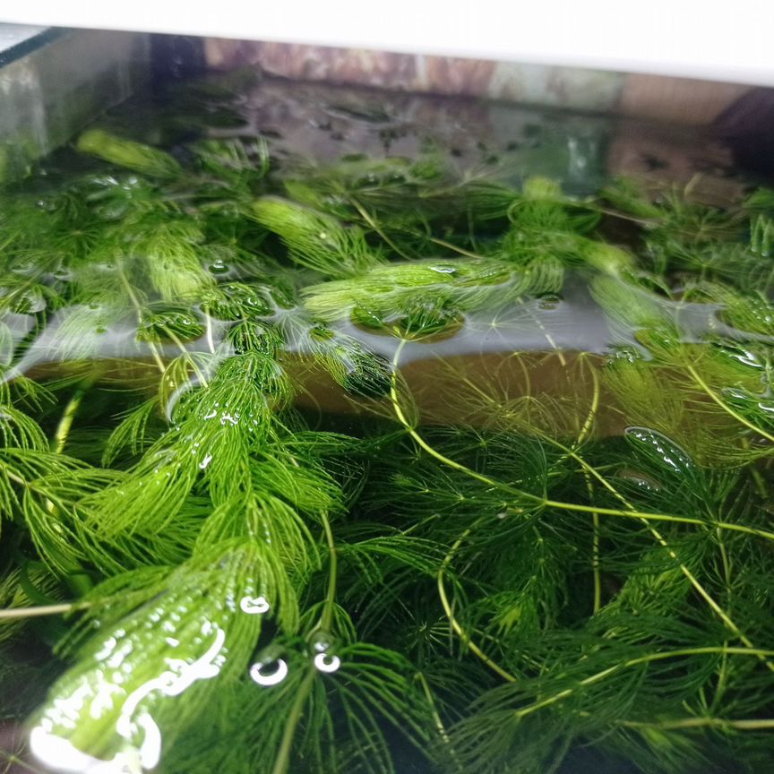 Роголистник