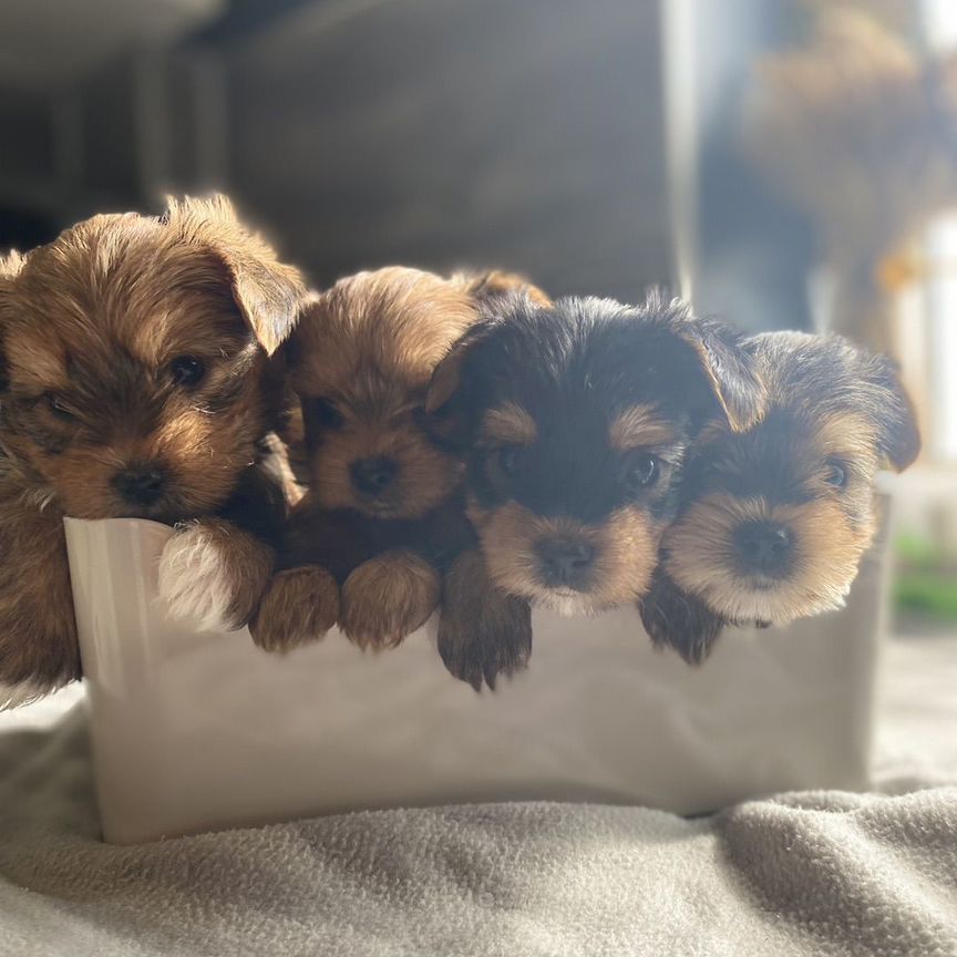 Йоркширский терьер щенки
