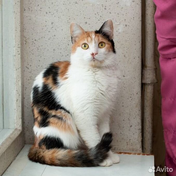 Трехцветная кошечка Маня ищет дом
