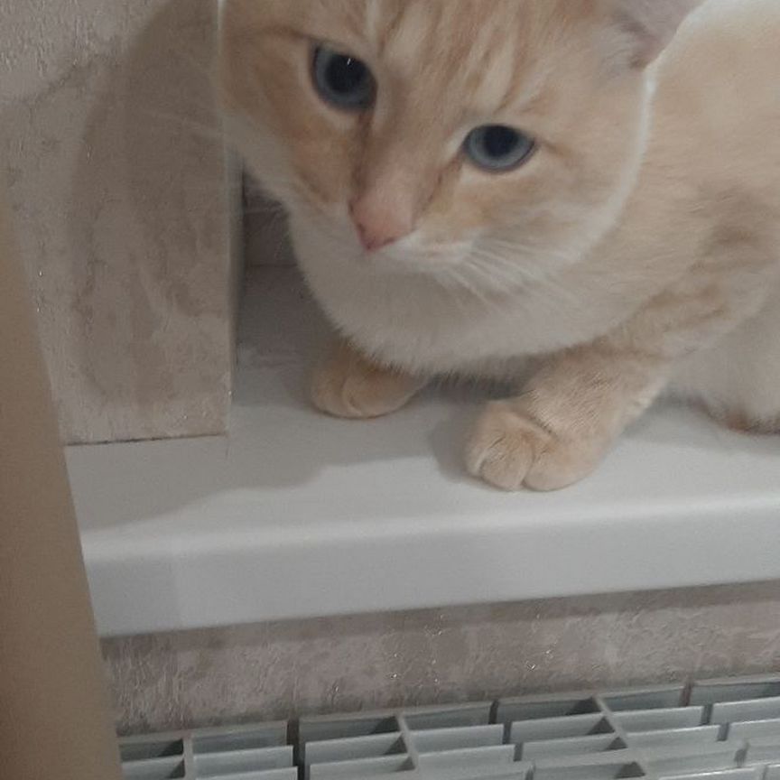 Кот