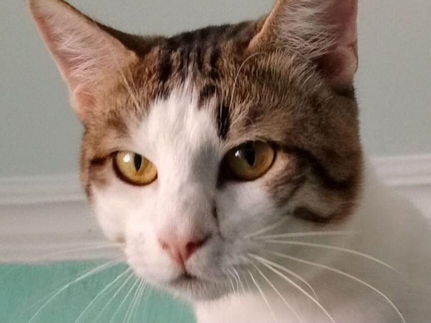 Лёлик осиротел