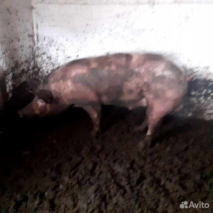 Хряк на племя