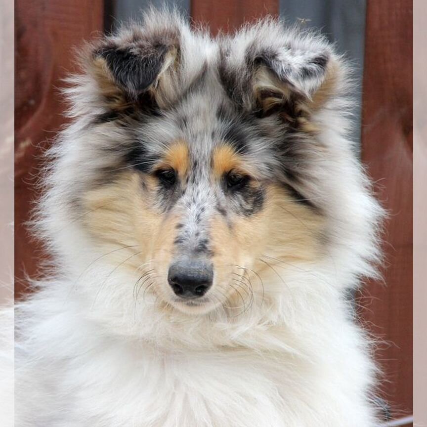 Колли, щенок