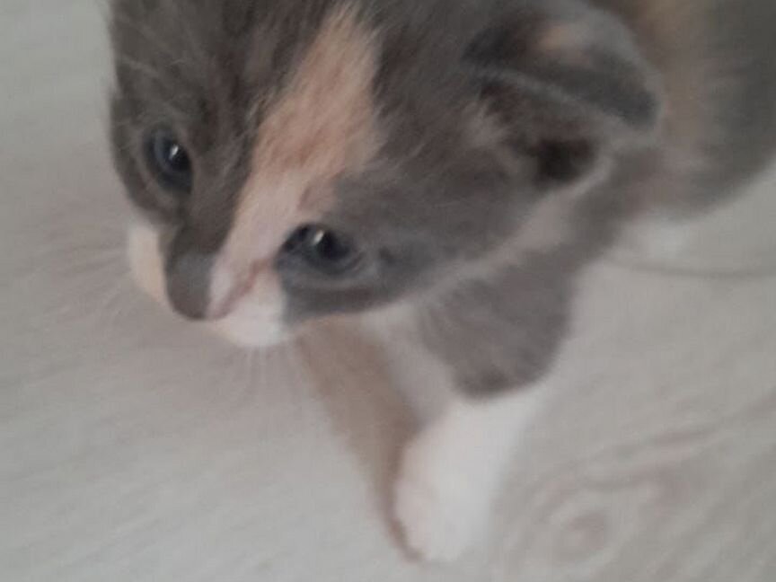 Отдам котят от домашней кошки