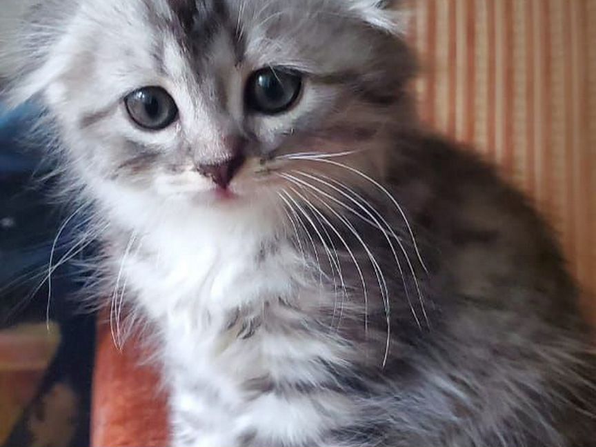 Котята в добрые руки приучены к лотку