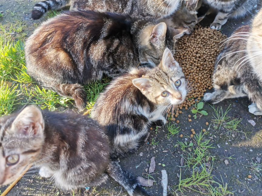 Котята мраморный окрас