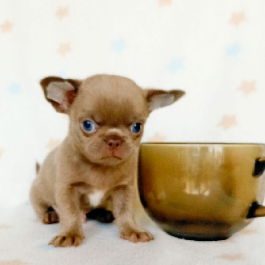 Лиловый красотун чихуахуа