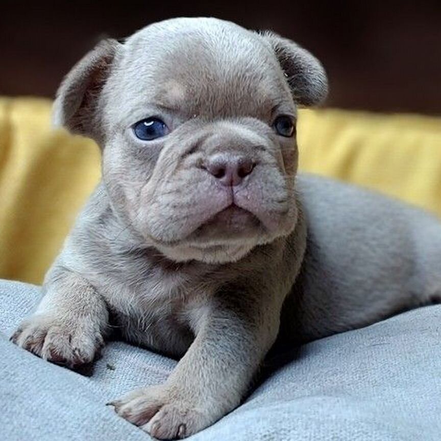 Французский бульдог, щенок