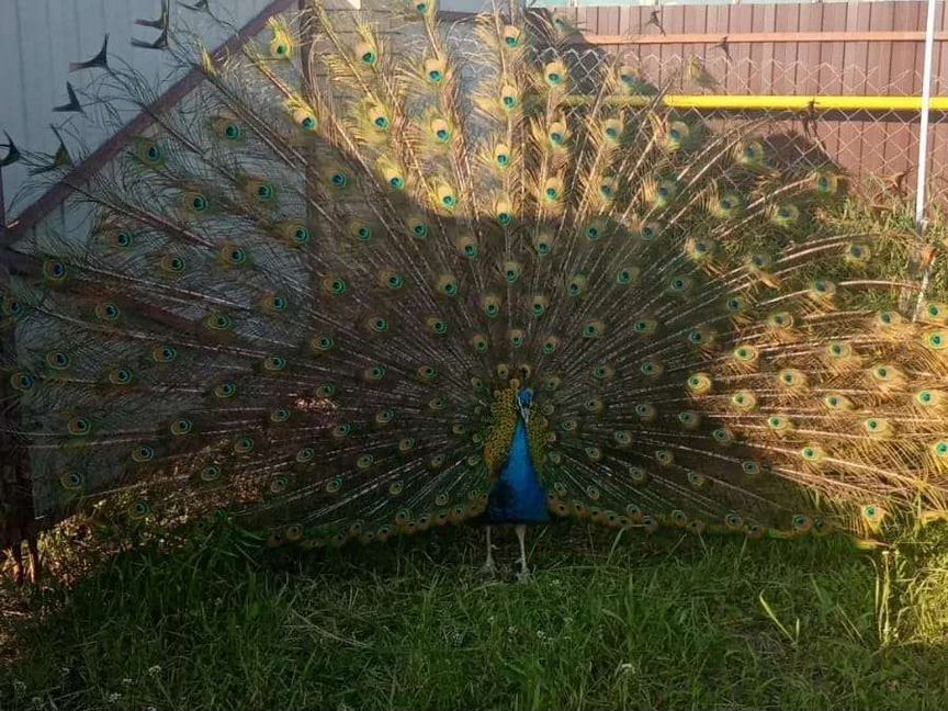 Самец павлина